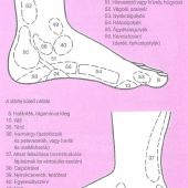 Talptérkép, hol vannak a talp reflex zónák?