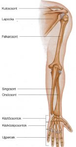 Csonttörések helyes ellátása