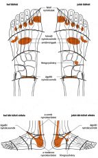 A belső elválasztása mirigyek zónái ÁBRÁKKAL! – Láb-reflexológia