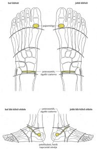 A belső elválasztása mirigyek zónái ÁBRÁKKAL! – Láb-reflexológia