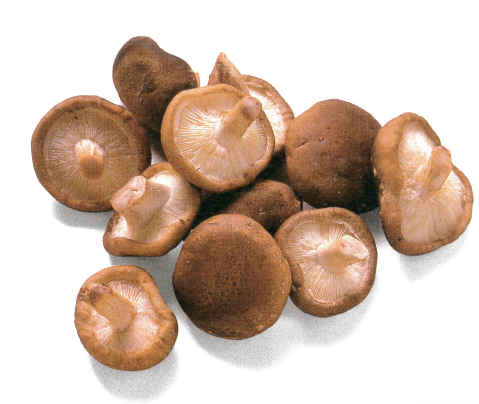 Shiitake gomba származása, alkozóelemei, élettani hátasi