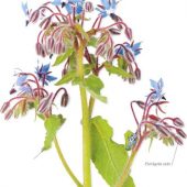 Talptérkép, hol vannak a talp reflex zónák?